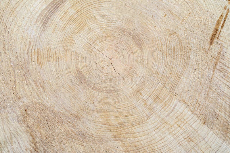 Wood annual ring stock image. Image of annual, determine - 213699417