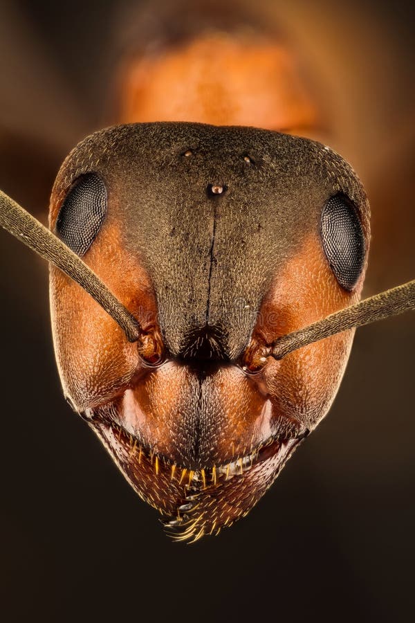 Wood Ant, Ant, Ants, Formica Rufa Stock Image - Image of wood, white ...