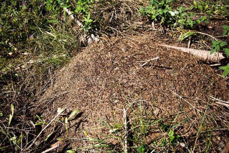 Wood Ants Nest in the Pine Forest Stock Image - Image of nature ...