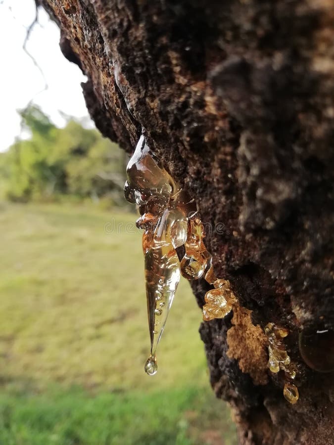 Wood apple or Kod bel stock image. Image of shell, fruit - 31169623