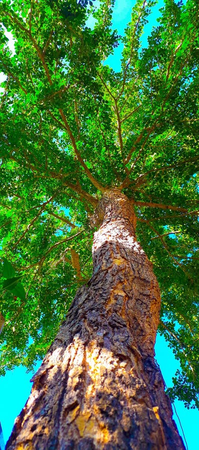 Wood apple tree stock photo. Image of soil, jungle, forest - 203081666
