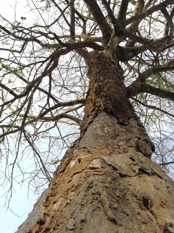 The wood apple tree stock image. Image of evining, ants - 138223051