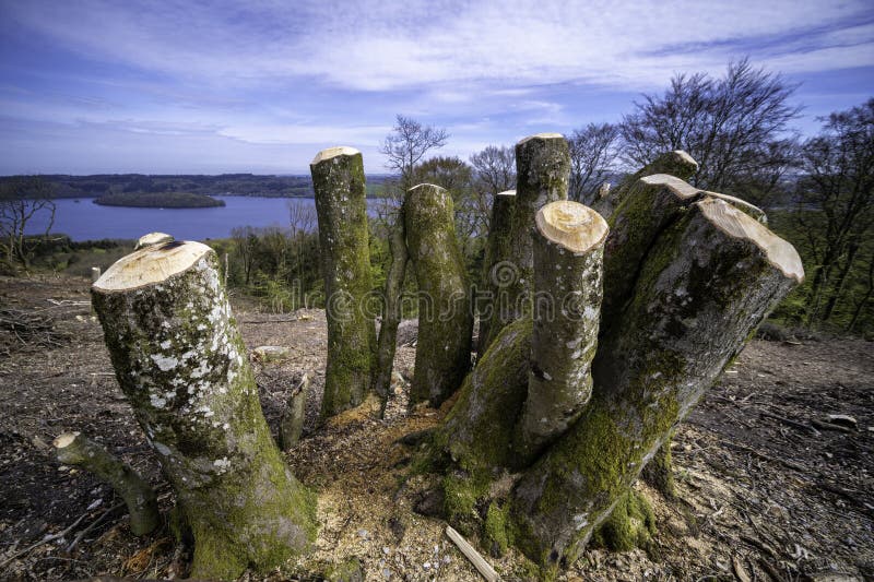 Wood Art Made of Fallen Trees on the Danish National Monument ...