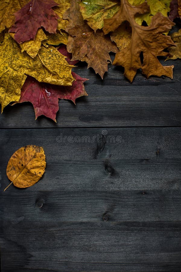 Wood autumn background stock image. Image of copy, orange - 61806551