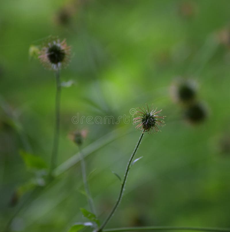 Wood Avens Seed stock photo. Image of medicinal, wood - 223854892