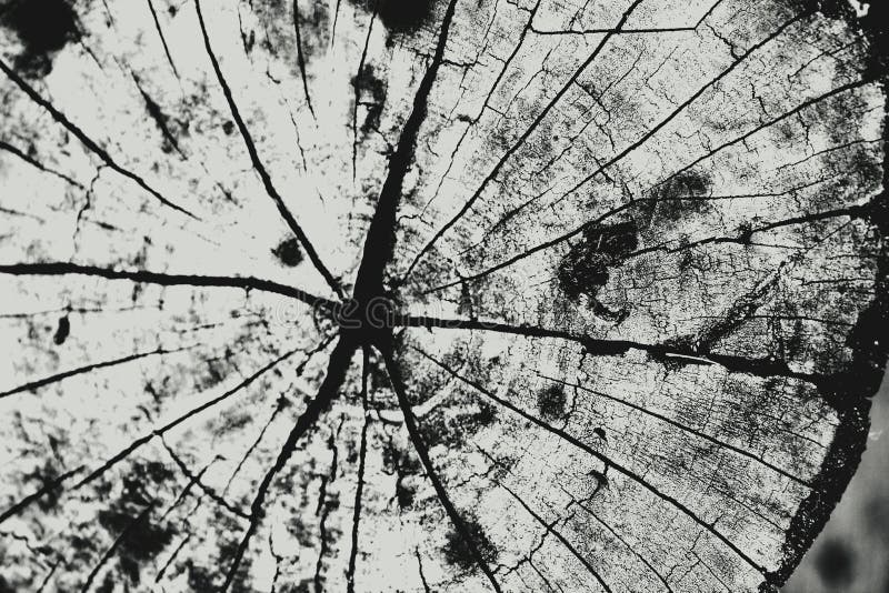 Wood backgr stock photo. Image of backgr, abstract, wood - 103398990