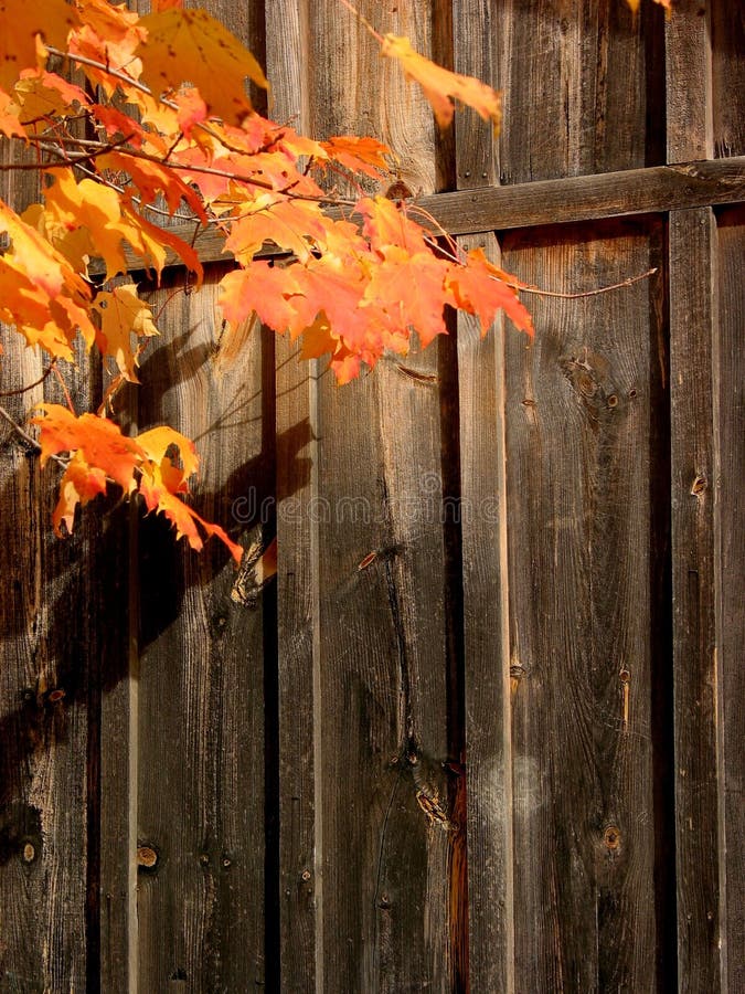Wood Background with Autumn Leaves Stock Photo - Image of branches ...