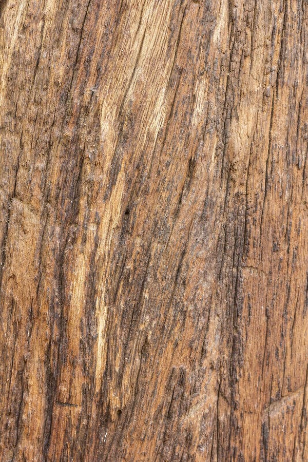 Texture of mango trunk stock photo. Image of trunk, autumn - 254408384