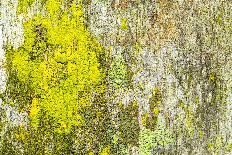 Wood Background with Lichen Stock Image - Image of environment, lichen ...