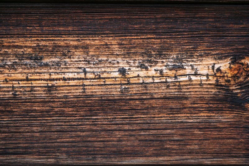 Old Decrepit Tree Trunk on the Ground Stock Photo - Image of nature ...