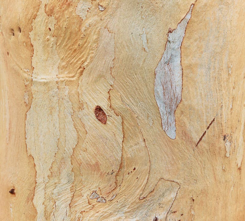 Wood Background Texture Surface with Natural Pattern from Tree Stock ...