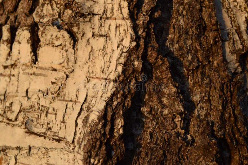 Wood Background Texture, Tree Bark Backdrop. Stock Image - Image of ...