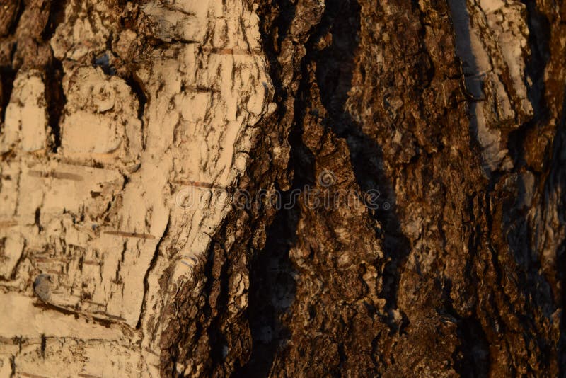 Wood Background Texture, Tree Bark Backdrop. Stock Photo - Image of ...