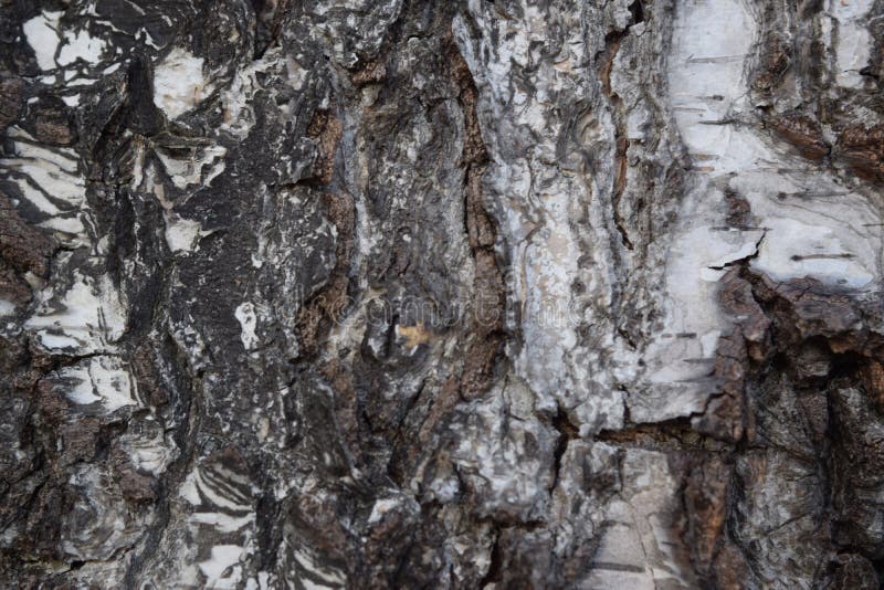 Wood Background Texture, Tree Bark Backdrop. Stock Image - Image of ...