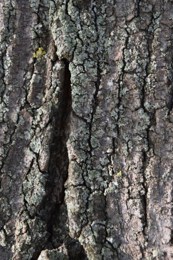 Wood Background Texture, Tree Bark Backdrop. Stock Photo - Image of ...