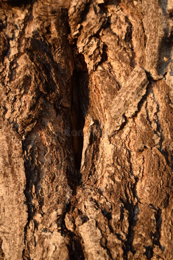 Wood Background Texture, Tree Bark Backdrop. Stock Photo - Image of ...