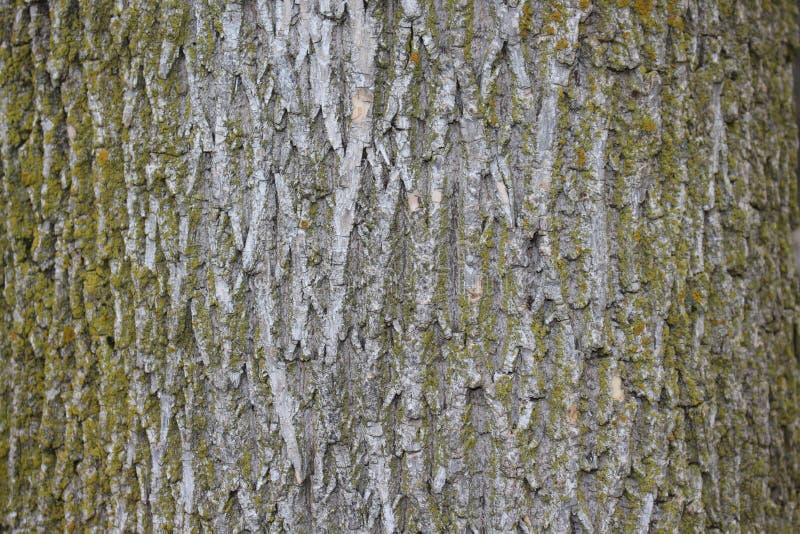 Wood Background Tree Bark Pattern Stock Photo - Image of nature, brown ...