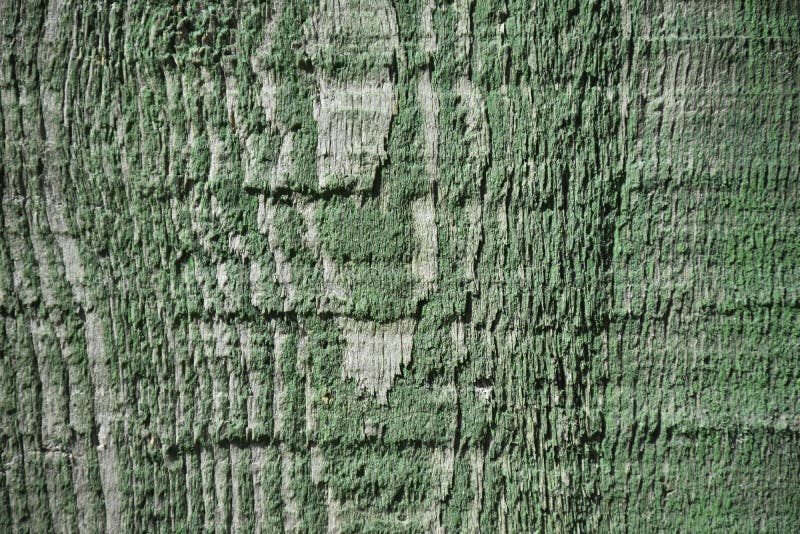 Wood Background Tree Pattern, Stock Photo - Image of food, green: 95327600