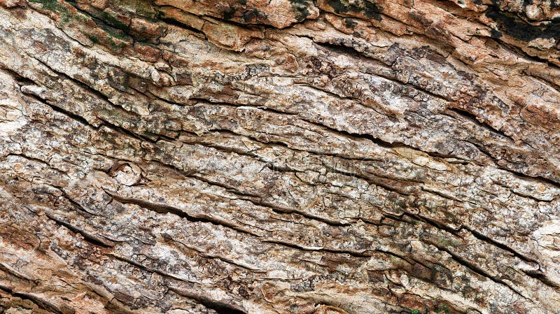 Tree and Bark Texture stock image. Image of hardwood - 34783587