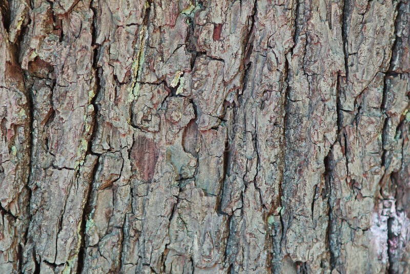 Wood bark stock image. Image of logging, nature, hugger - 19595381