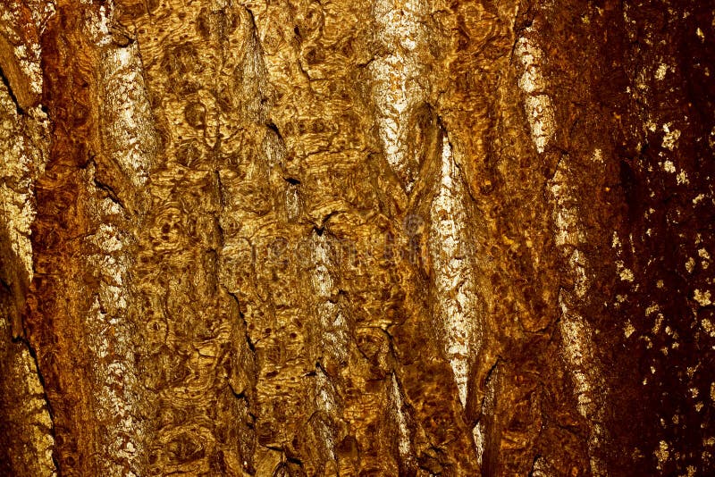 Wood Bark Picture. Image: 7956651