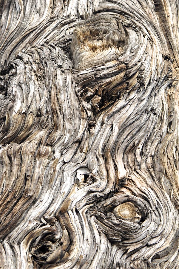 Wood bark background stock image. Image of oldfashioned - 29252169