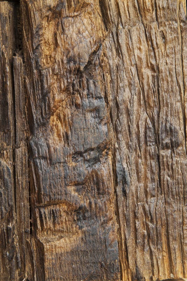 Wood Bark Background. stock image. Image of split, nature - 30435983