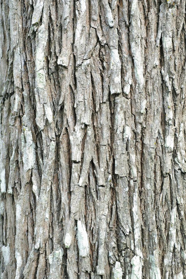 Wood bark background stock photo. Image of detailed, timber - 45672076