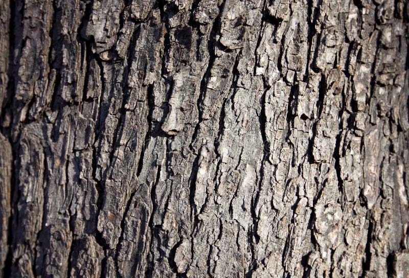 Wood bark backround stock image. Image of dark, detail - 19454945