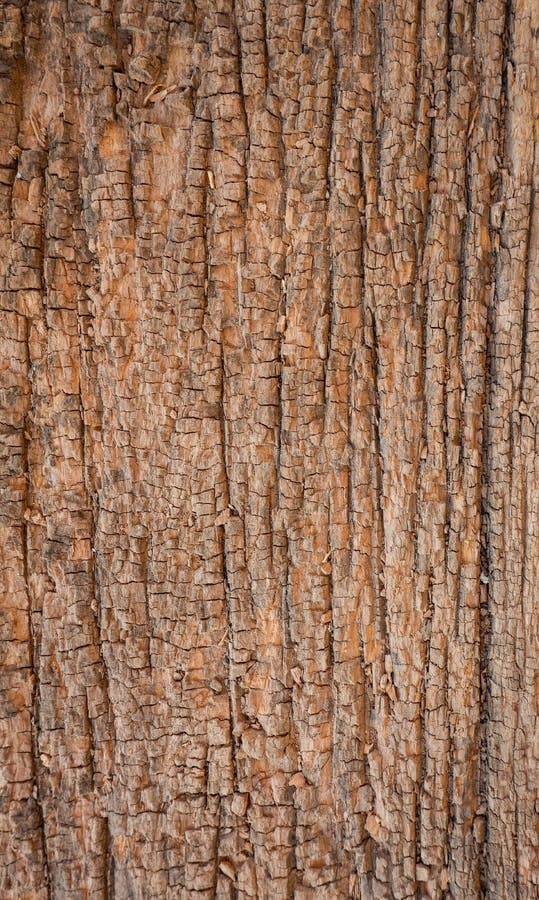 Wood bark detail stock image. Image of nature, closeup - 5314853