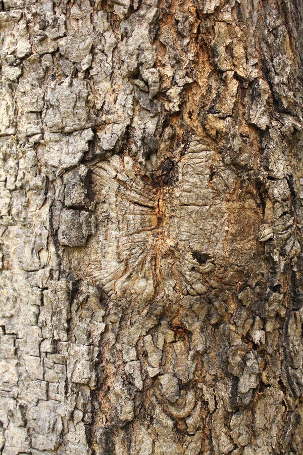 Wood Bark pattern stock photo. Image of brown, background - 26759106