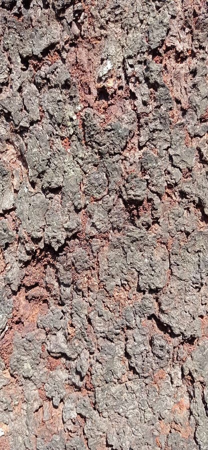 Wood Bark Wood Skin Hard Surface Stock Photo - Image of wood, bark ...