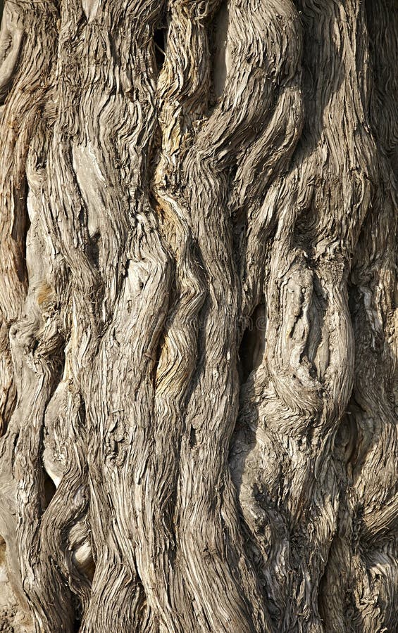 Wood bark texture stock photo. Image of grunge, abstract - 130143366