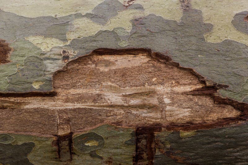 Wood Bark Texture Background Stock Photo - Image of pattern, brown ...