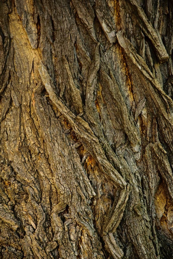 Wood bark texture stock image. Image of texture, tree - 96349111