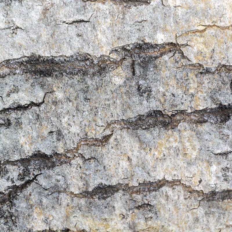 Tree bark texture stock image. Image of forest, bark - 220056005