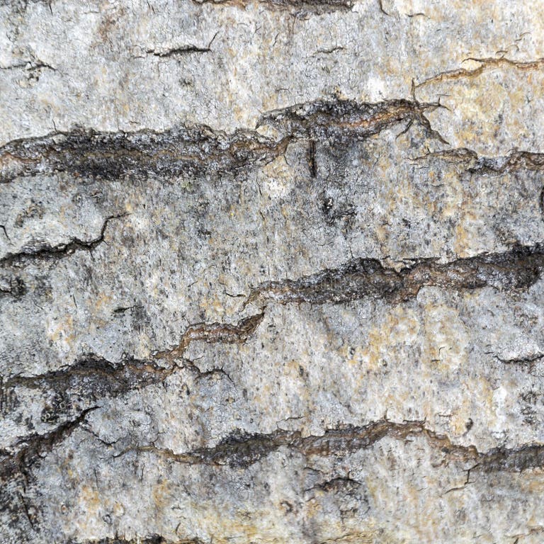 Tree bark texture stock image. Image of forest, bark - 220056005