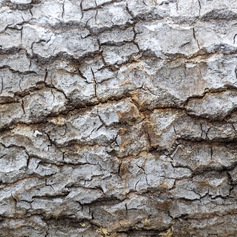 Tree bark texture stock photo. Image of environment - 220056012