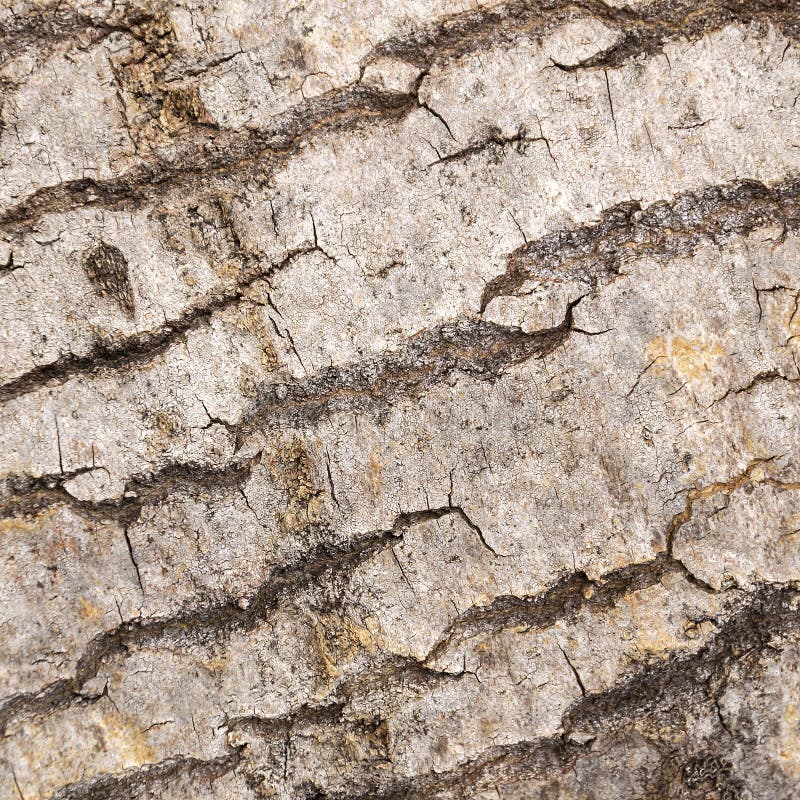 Tree bark texture stock photo. Image of green, grunge - 220303088