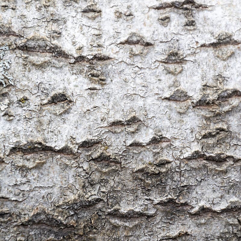 Tree bark texture stock image. Image of natural, grunge - 220573315