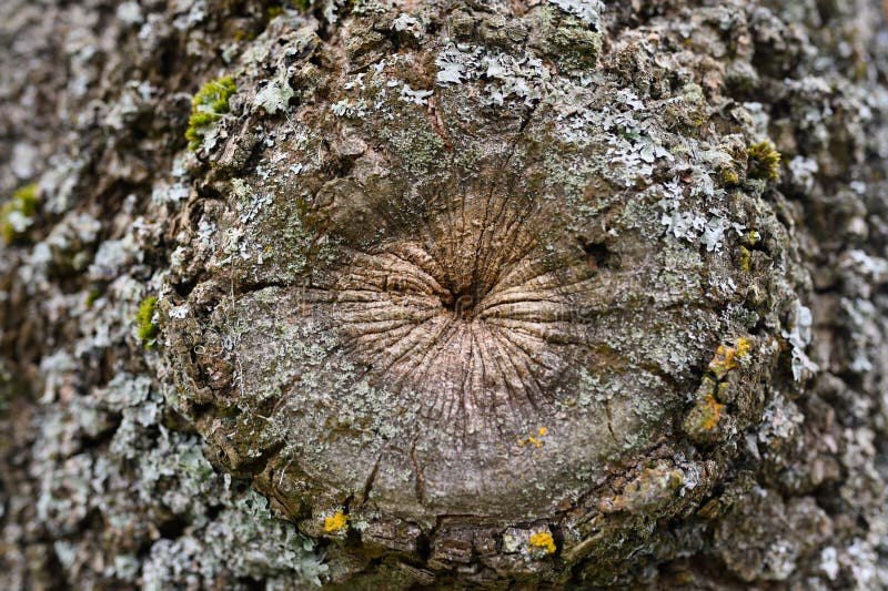 Wood Bark Texture Tree Brach after it Has Been Cut Down for Long Time ...