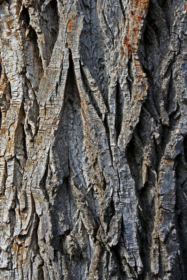 Wood Bark Texture stock photo. Image of branch, flower - 336281500