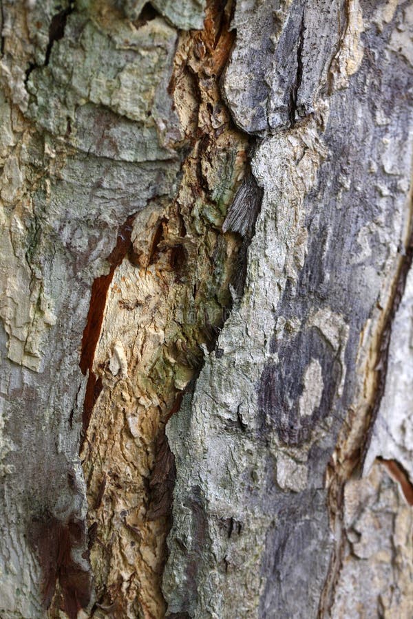 Wood Bark Tree Texture Background Pattern Stock Image - Image of detail ...