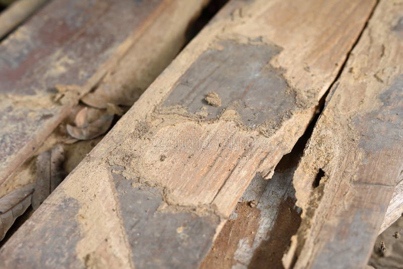 Wood Barn Plank Hollow Damage from Bugs Stock Photo - Image of barn ...