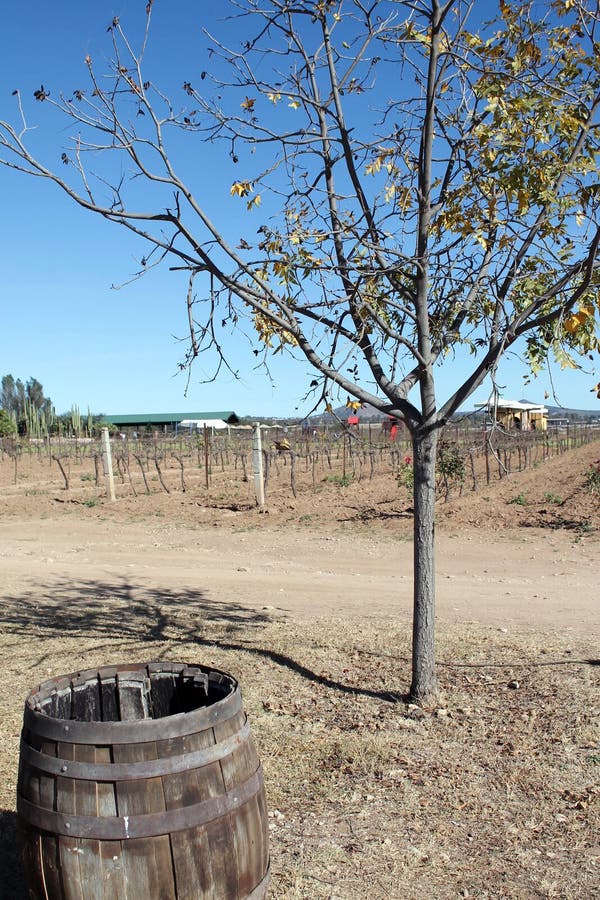 Wood barrel and a tree stock photo. Image of beautiful - 146221592