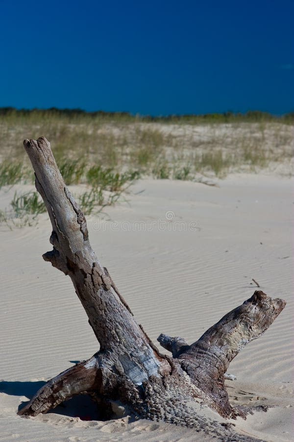 Wood on the Beach stock photo. Image of sunshine, wind - 13222524