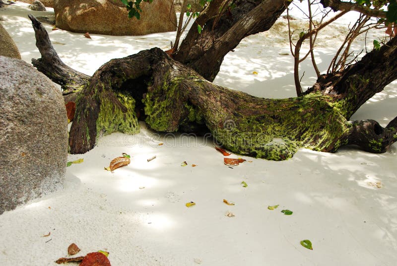 Wood on beach stock photo. Image of similan, sandy, texture - 84064162