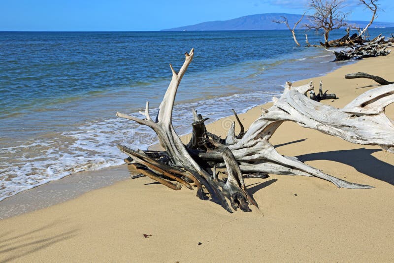 Wood on the beach stock image. Image of water, island - 39795665