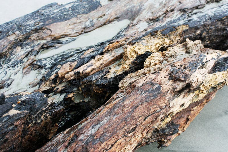Wood on the beach sand stock image. Image of wildlife - 264682647