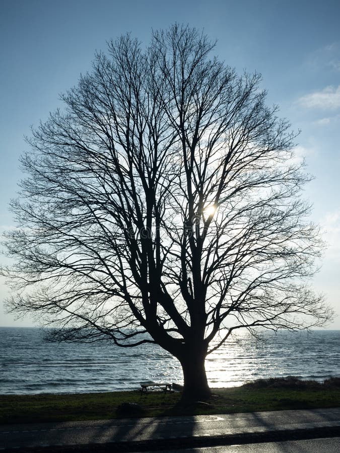 Wood on beach stock photo. Image of cloud, fall, large - 224626698
